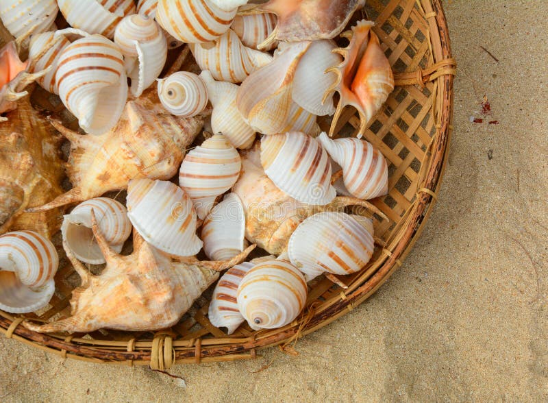 166 Scallop Shell Basket Stock Photos - Free & Royalty-Free Stock ...
