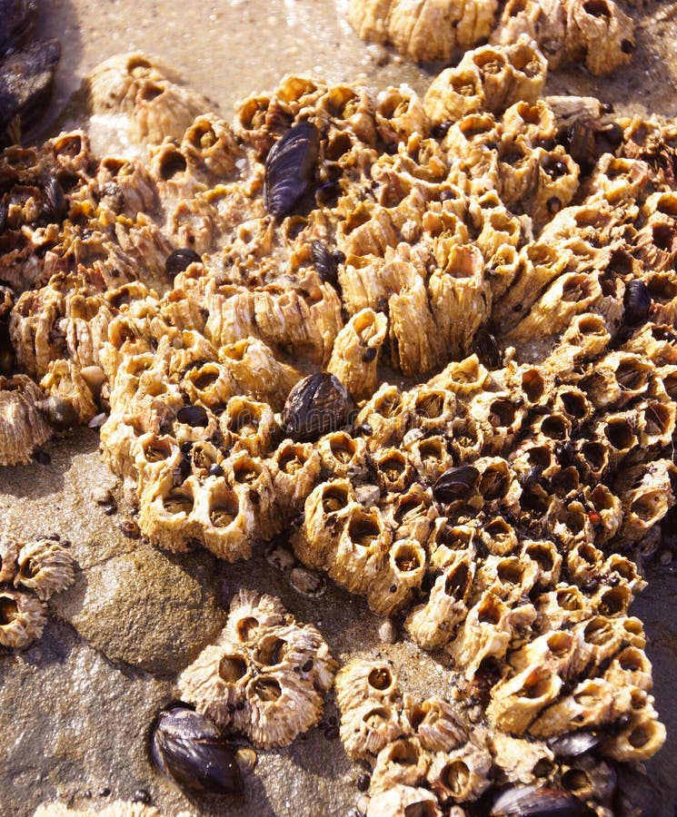 Shells of barnacle stock photo. Image of ocean, invertebrate - 40589946