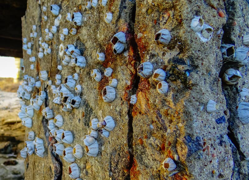 Shells of Barnacles Balanus Sp. on Concrete Piles of a Bridge Near the ...