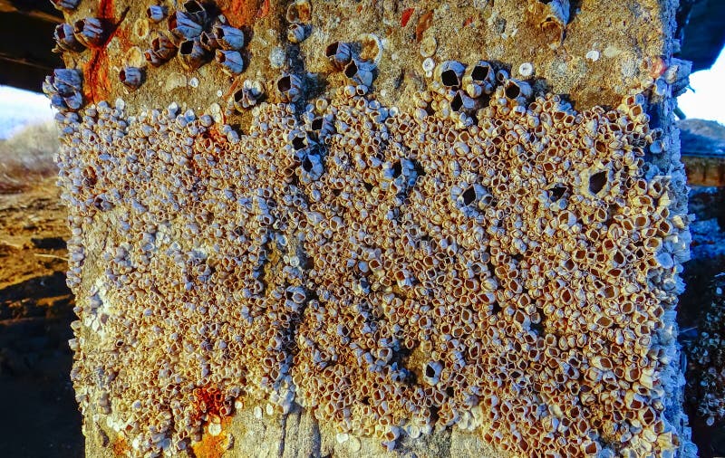 Shells of Barnacles Balanus Sp. on Concrete Piles of a Bridge Near the ...