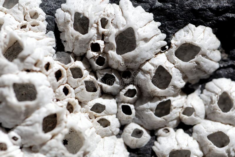 Shells of Barnacles on a Black Rock Stock Image - Image of beach ...