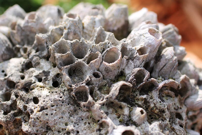 Shells of barnacles stock image. Image of cirripedia - 126016399