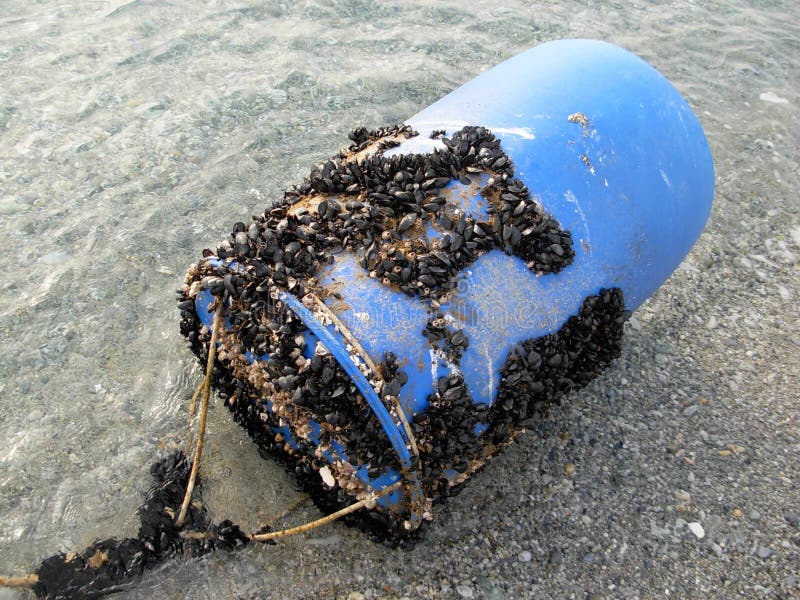 Shells on the barrel stock photo. Image of coastline - 55698188