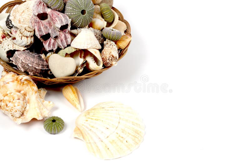 Shells in the basket stock image. Image of tropical, nature - 13164471
