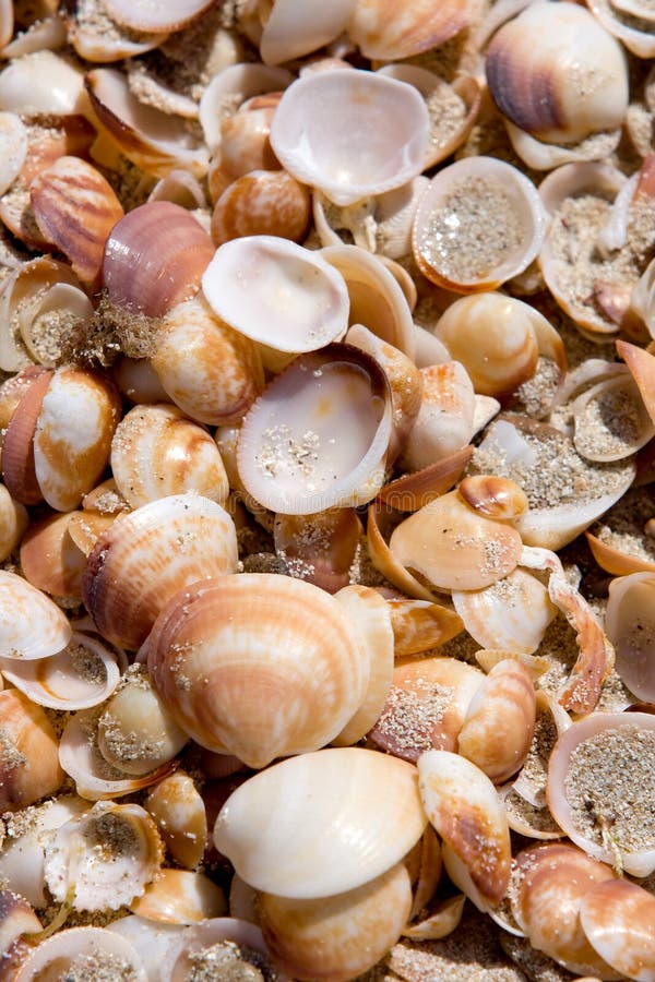 Sea Shells on Beach (Closeup) Stock Photo - Image of nature, collection ...