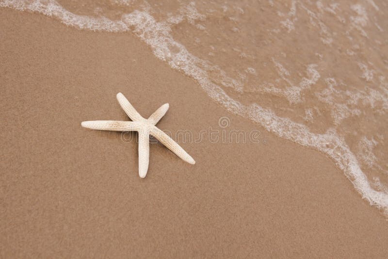 Shells on the beach stock photo. Image of sunshine, seashell - 10495340