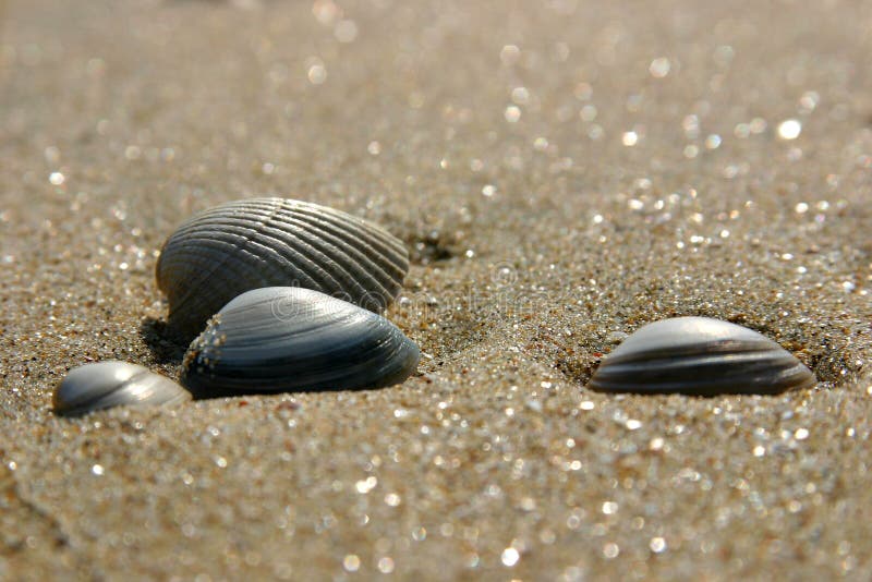 Shells on the beach stock photo. Image of relaxation, summer - 125116