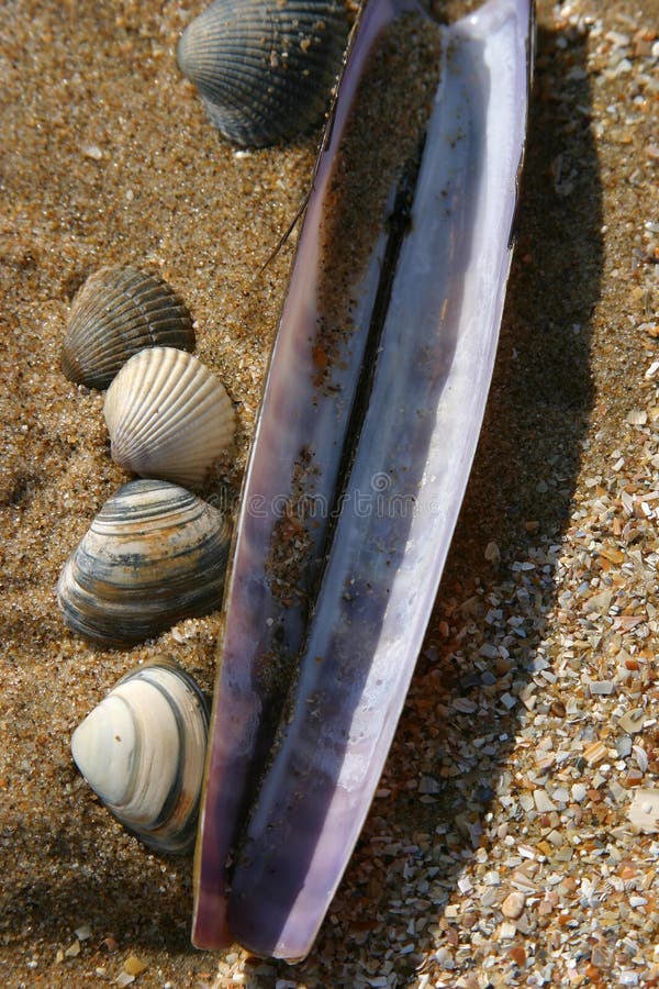 Shells on the beach stock image. Image of long, beach, ocean - 125123