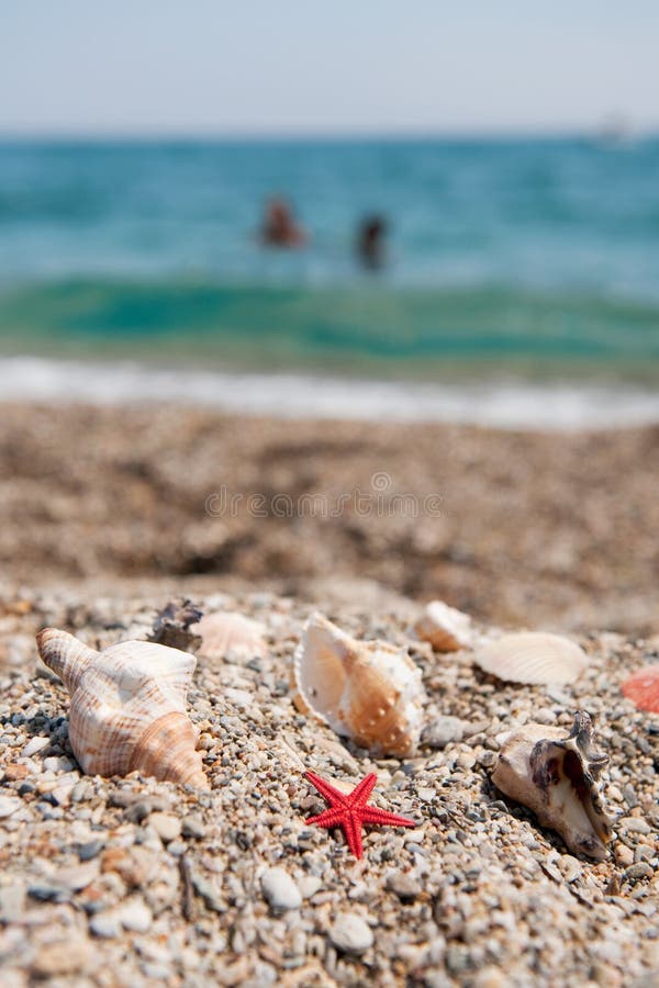 Shells at the beach stock image. Image of people, beach - 14235021