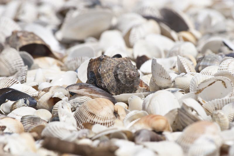 Shells on the beach stock image. Image of background - 14355475