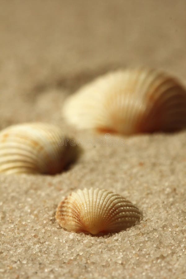 Shells on a beach stock photo. Image of sandy, nature - 15615354