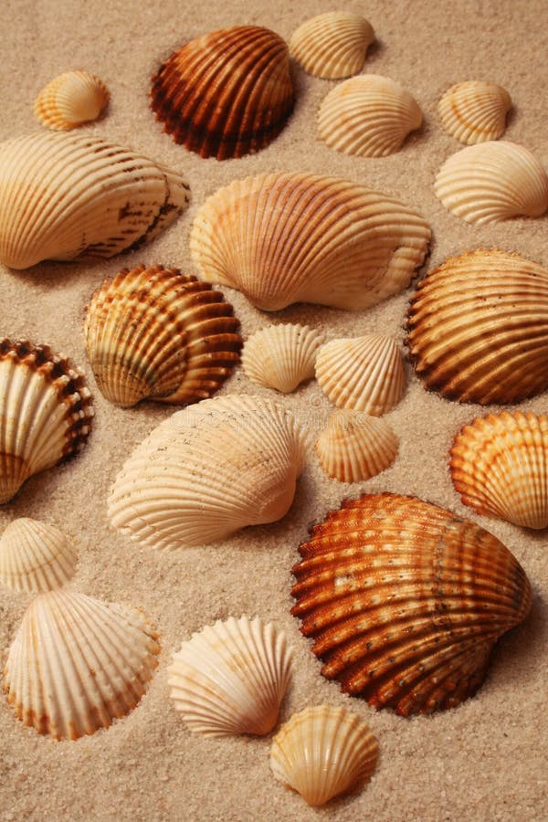Shells in beach sand stock photo. Image of flower, scenic - 4029196