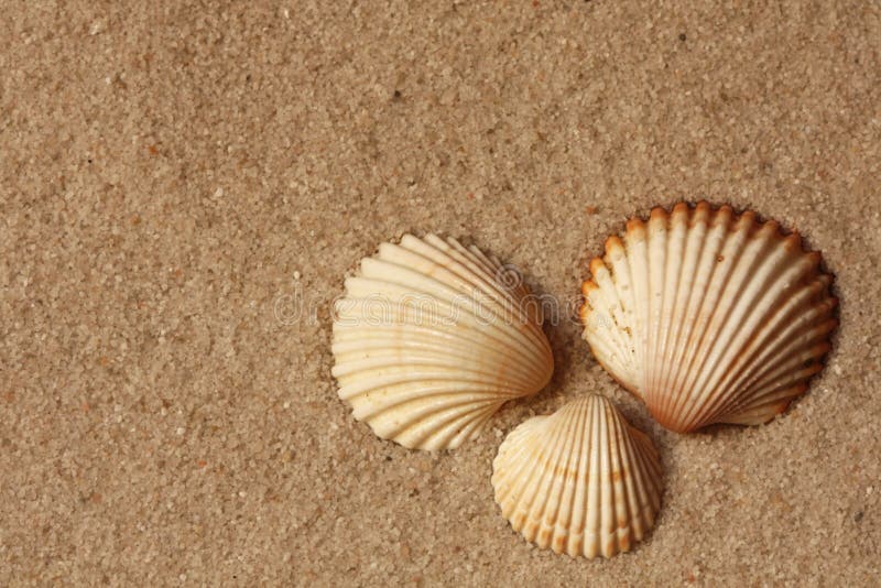Shells on a beach stock image. Image of shells, conches - 15634107