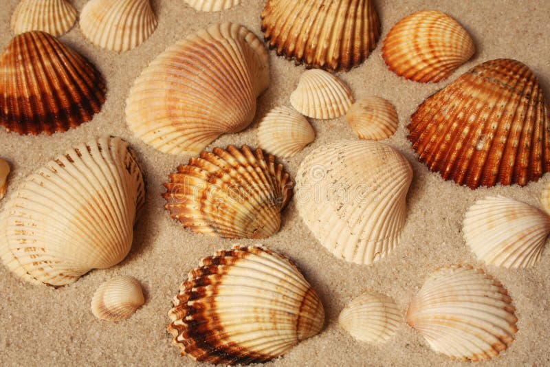 Shells on a beach stock photo. Image of sandy, nature - 15615354