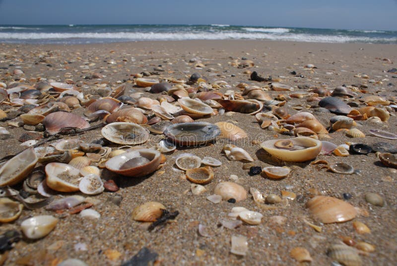 Shells on the beach stock image. Image of beach, holiday - 15813763