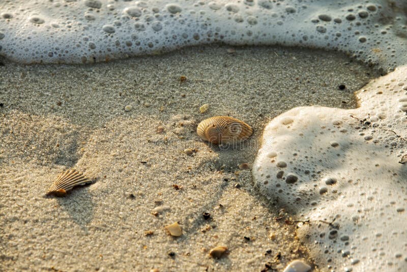 Shells at the Beach Surrounded by Foam Stock Photo - Image of beach ...