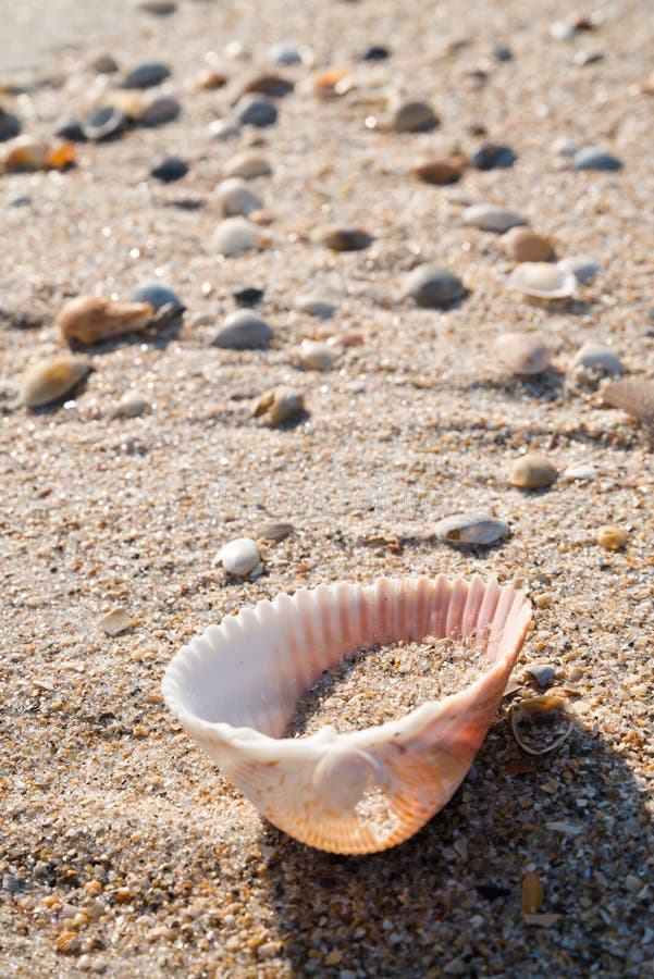 Shells at Beach stock image. Image of morning, beach - 29568353