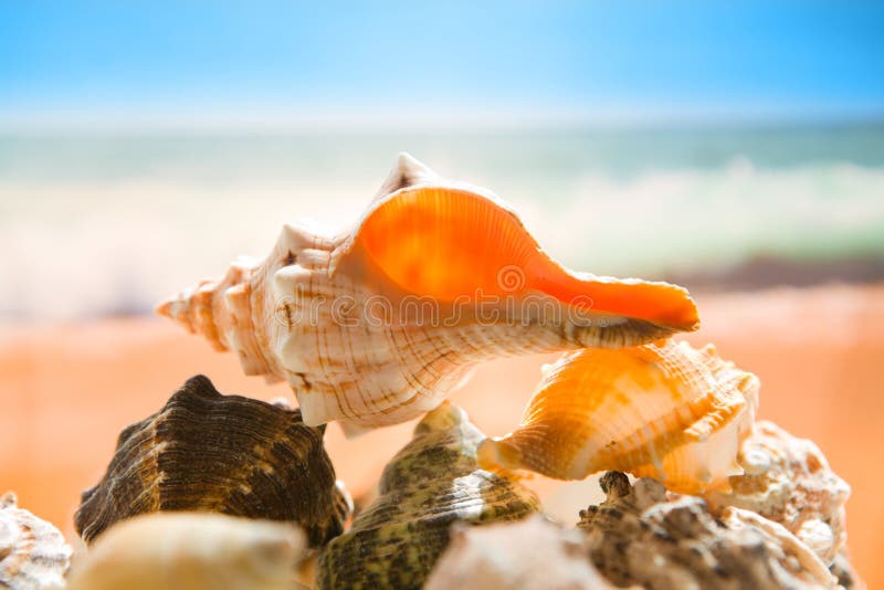 Seashells on beach stock photo. Image of coast, seashells - 5339834