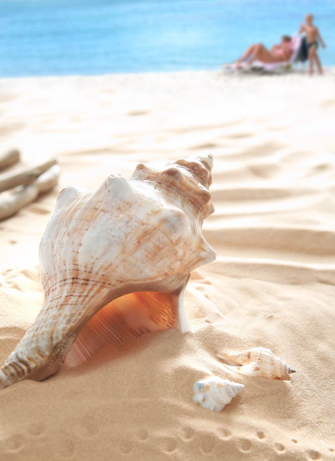 Big shell stock photo. Image of nature, object, concept - 5439334