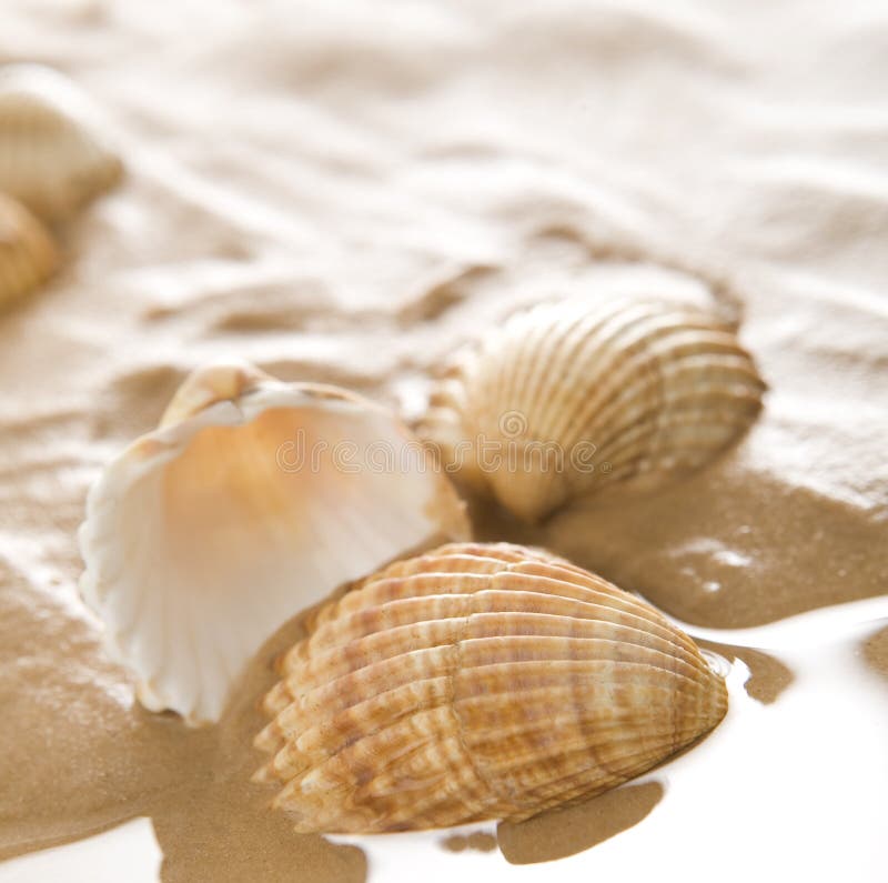 Shells on the beach stock image. Image of pretty, nature - 8378829