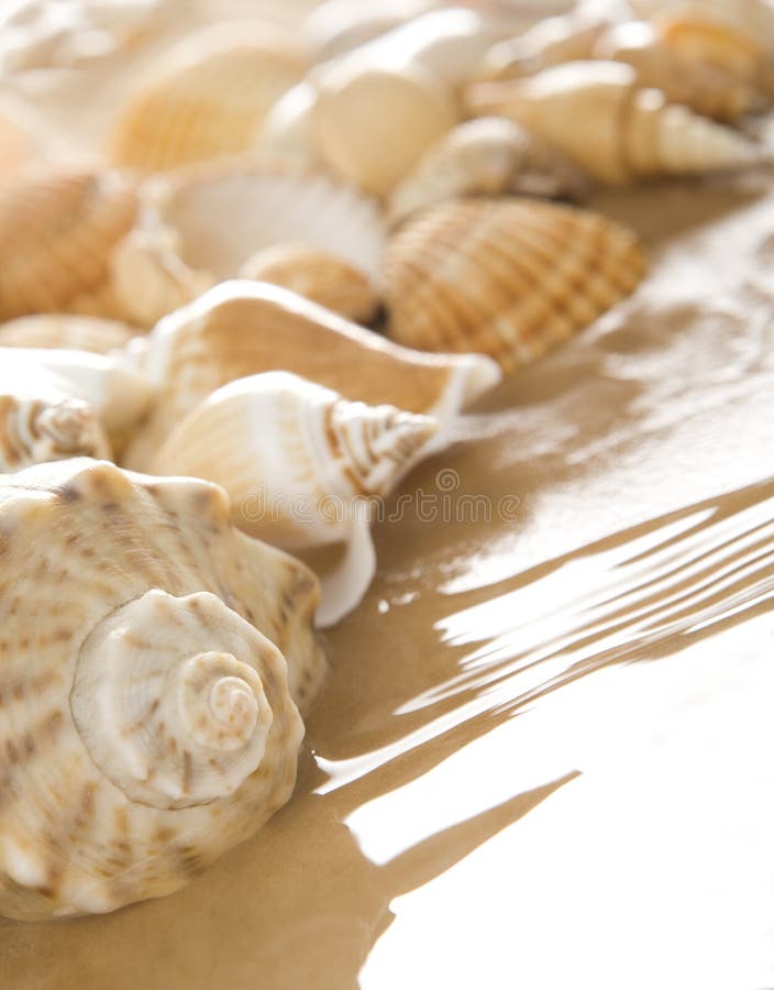 Shell on beach stock photo. Image of outdoor, nature, ocean - 5038690