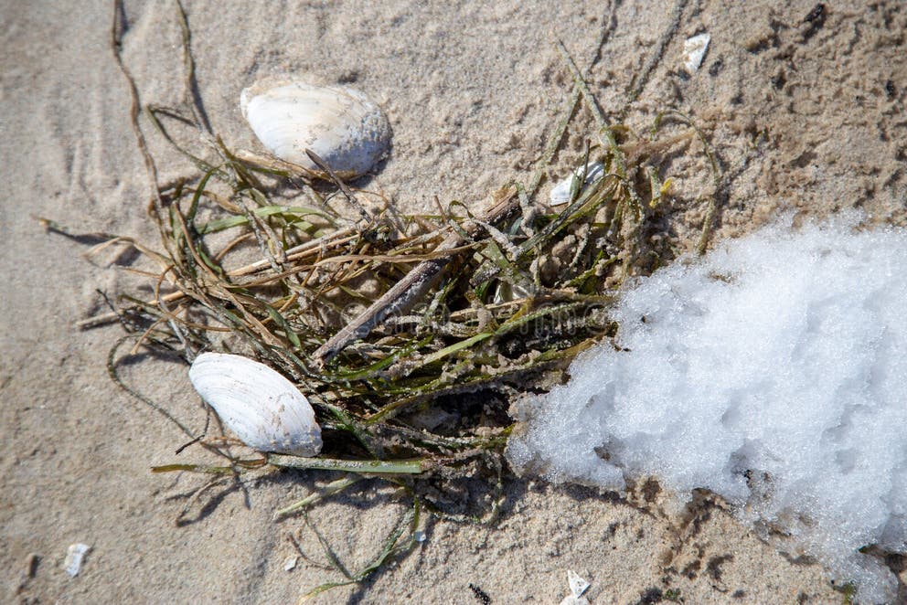 Shells on the Beach with Algae and Snow Stock Photo - Image of ...