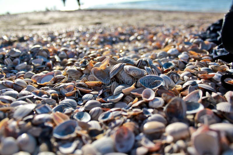 Shells on beach stock photo. Image of beach, backdrop - 92921214