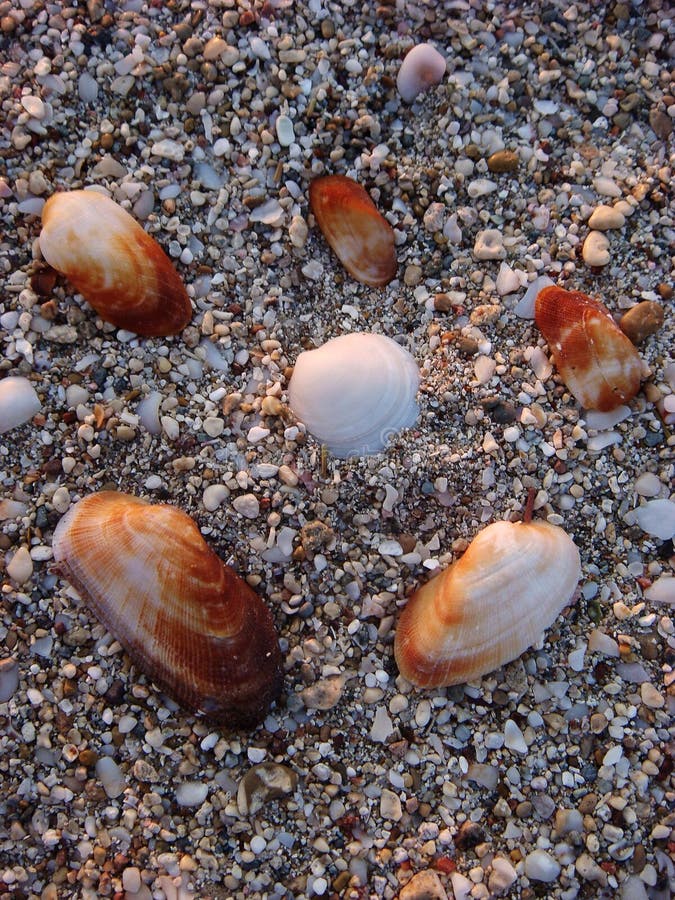 Shells on the Beach Background Wallpapers Fine Prints Stock Image ...