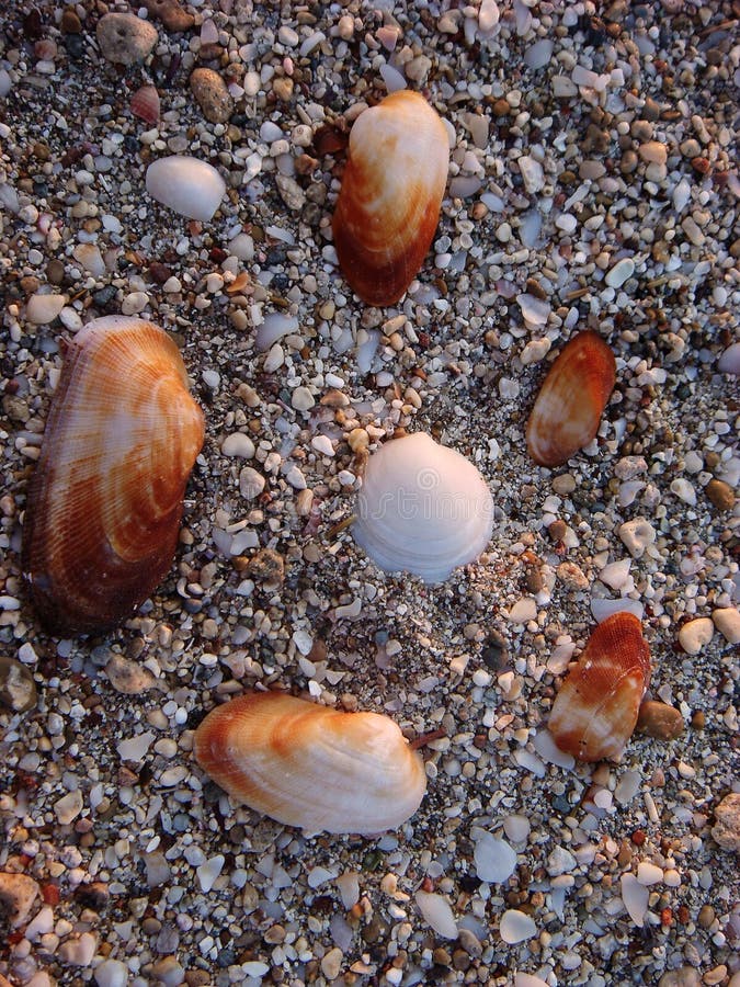 Shells on the Beach Background Wallpapers Fine Prints Stock Image ...