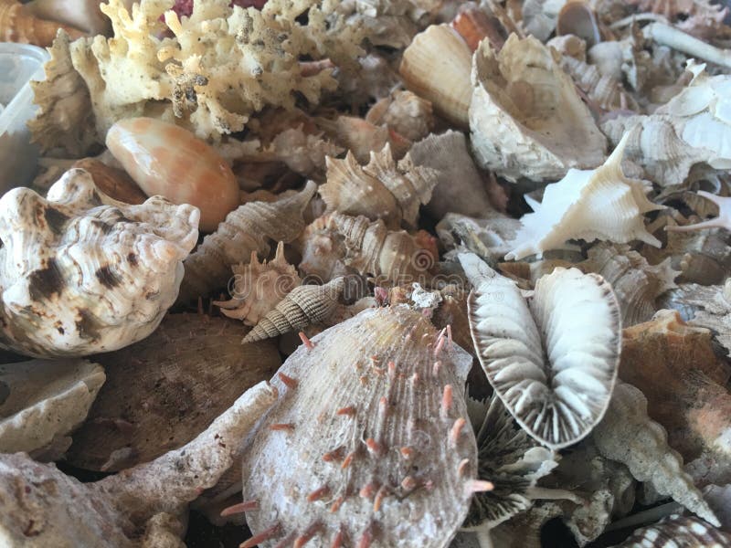 Shells at the Beach of Balicasag Stock Image - Image of travel ...