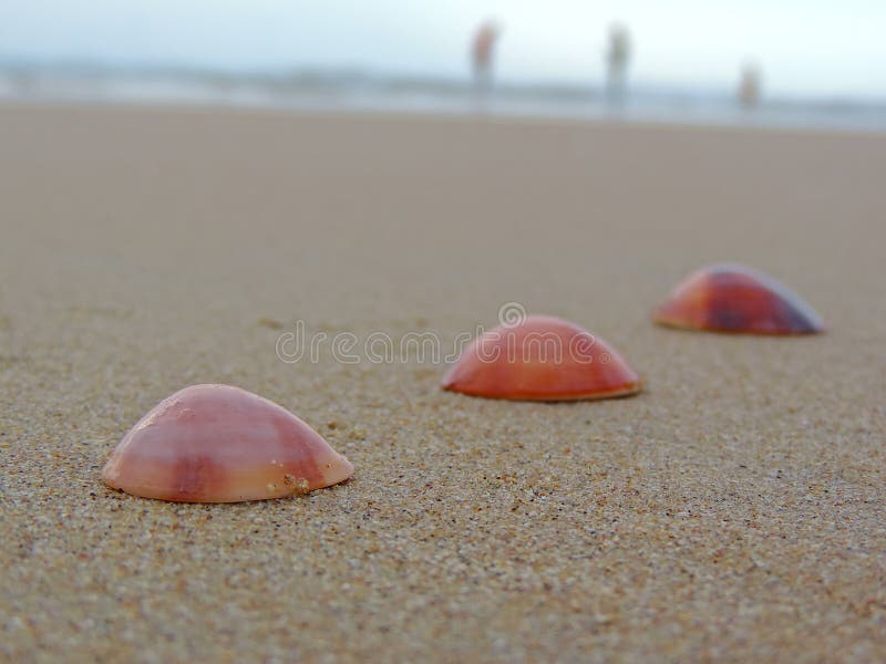 Shells on the Beach - Indian Beach Vacation - Goa Tourism Stock Image ...