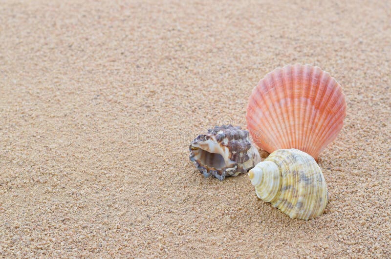 Shells on beach stock image. Image of nature, beautiful - 81271925