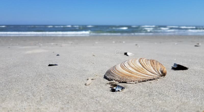 Shells on Beach stock photo. Image of sand, background - 94260382