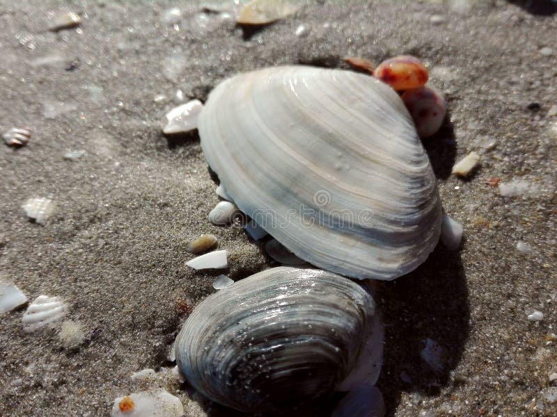 Black sea stock image. Image of shells, tourism, black - 107195731