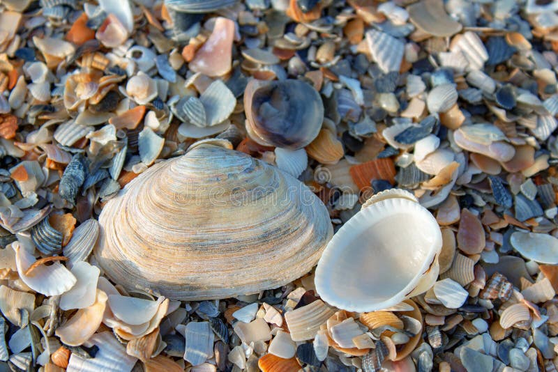Shells at the beach stock image. Image of sand, cockleshell - 184578069