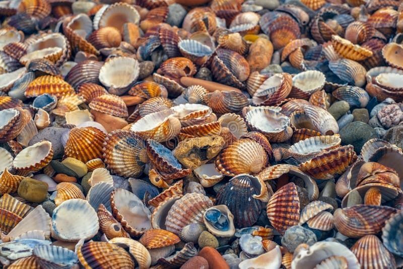 Shells of Many Types and Sizes on the Beach Stock Photo - Image of ...