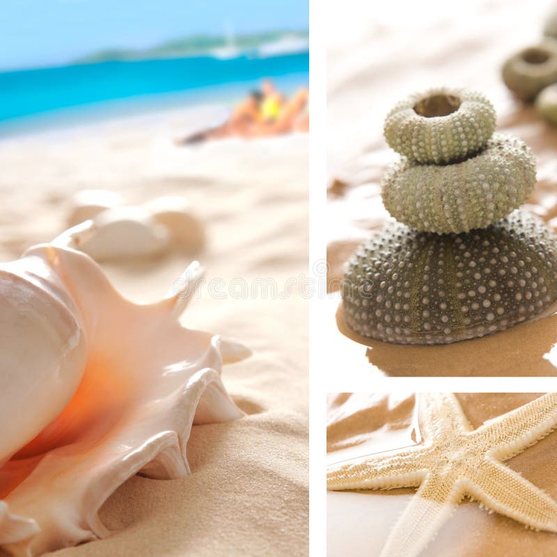Shells on the Beach - Collage Stock Photo - Image of life, season: 9553836