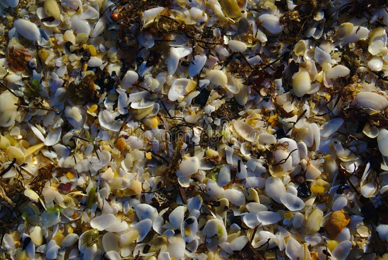 Rock Shell Fungus Growing on Beach Stone Stock Photo - Image of nature ...