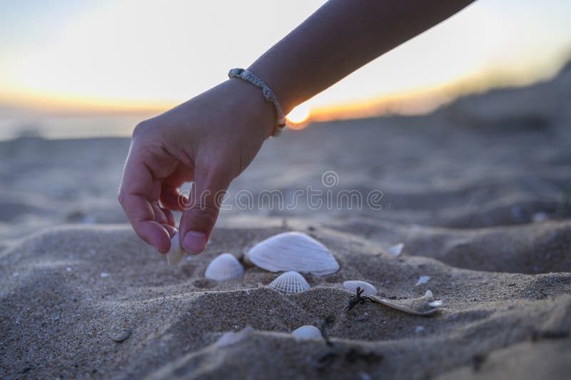 Shells on beach with hand stock image. Image of hand - 179638991