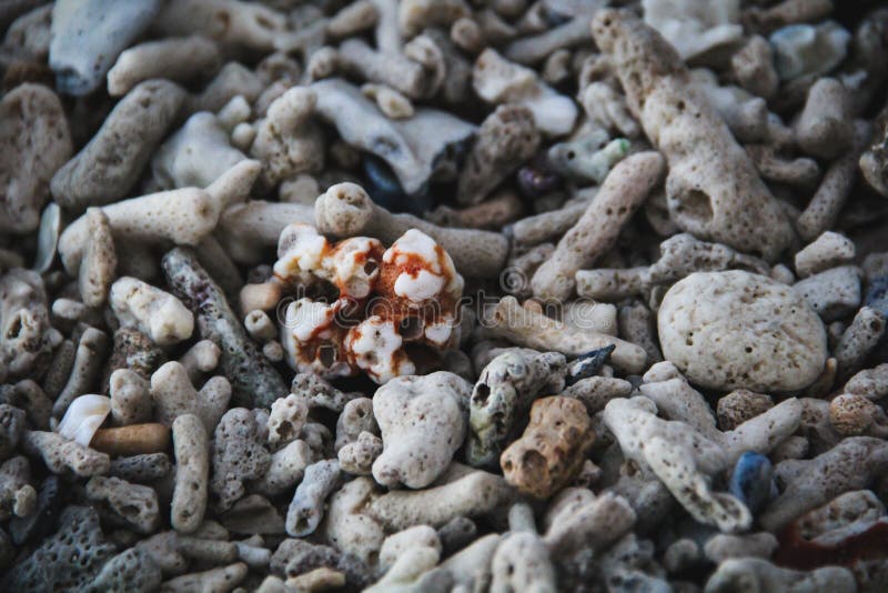 Shells on a Beach in Lombok, Indonesia Stock Image - Image of ...