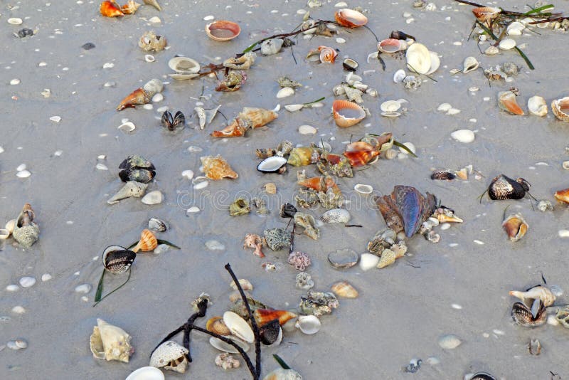 Shells on the Beach at Sanibel Island Florida Stock Photo - Image of ...