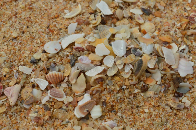 Shells on Beach Macro Photography Stock Photo - Image of snack, seafood ...
