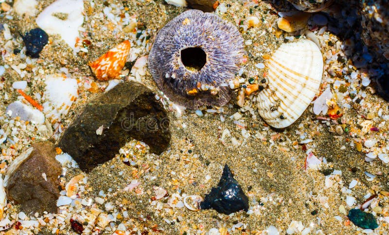 Shells on the beach. stock photo. Image of grain, rock - 106741890
