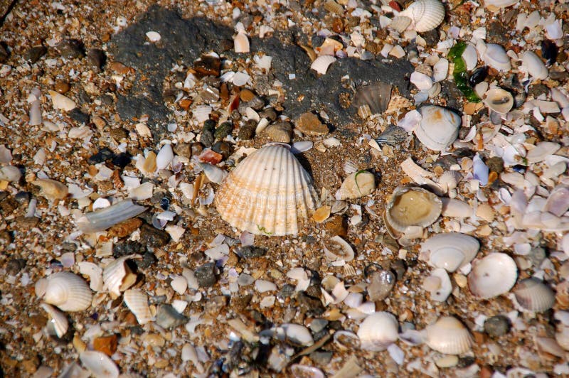 Shells stock image. Image of beach, shells, ocean, shell - 43281065