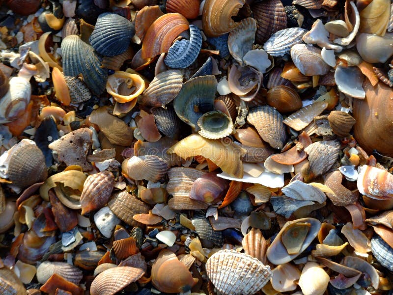 Shells at the Beach Piled Up in the Sun Broken Stock Image - Image of ...