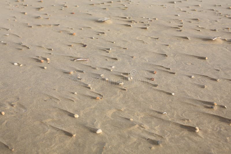Shells on the Beach in the Province North Holland, the Netherlands ...