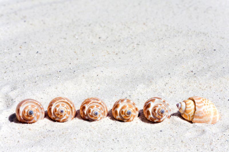 629 Seashells Row Stock Photos - Free & Royalty-Free Stock Photos from ...