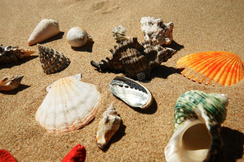 Shells on a beach stock image. Image of water, coastline - 15184571