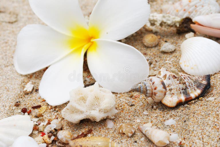 Shells in beach sand stock photo. Image of flower, scenic - 4029196