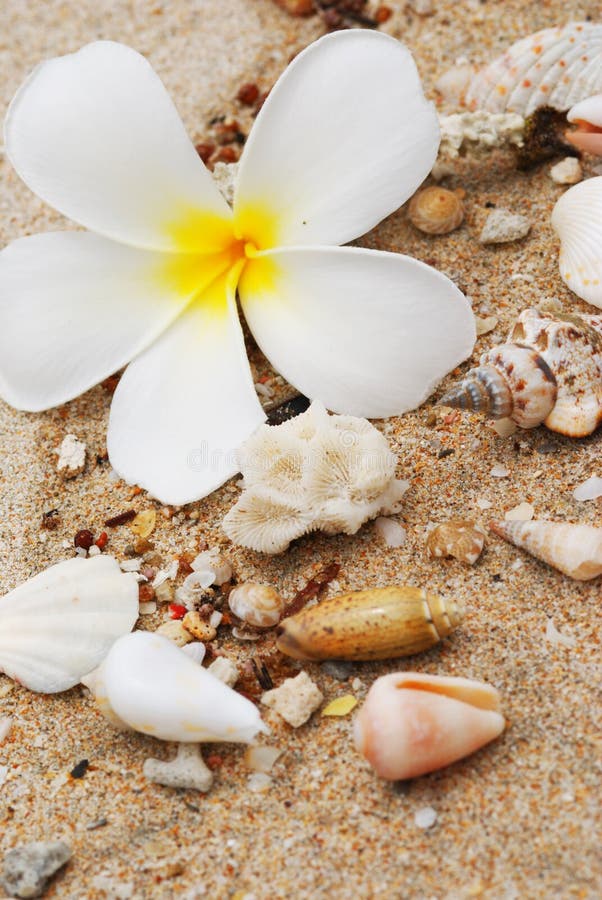 Shells in beach sand stock photo. Image of flower, scenic - 4029196